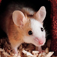 Of mice, boy and a pair of flip-flops | The Cybernag